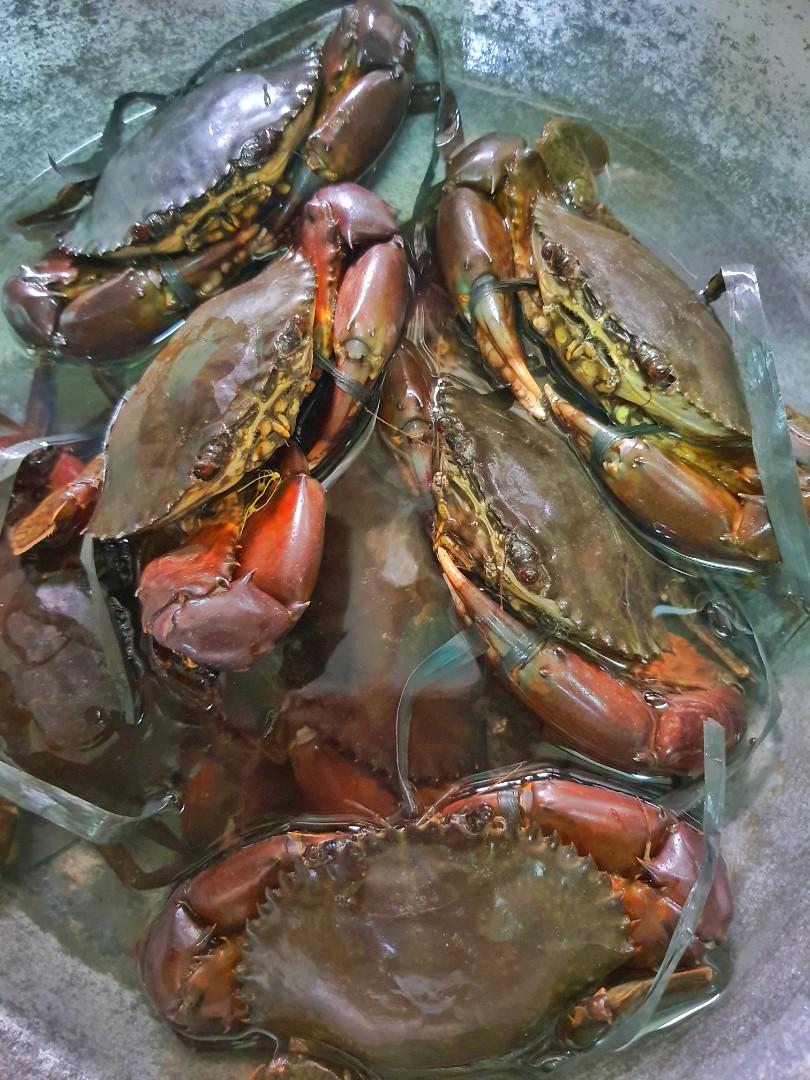 Pusit lumot big, Food & Drinks, Fresh Produce on Carousell