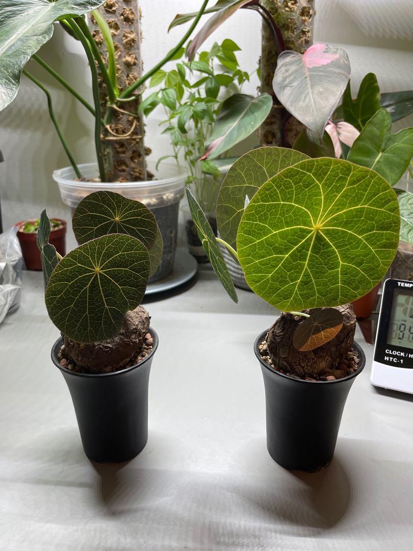 Established STEPHANIA kaweesakii ( stephania nova), Furniture & Home ...