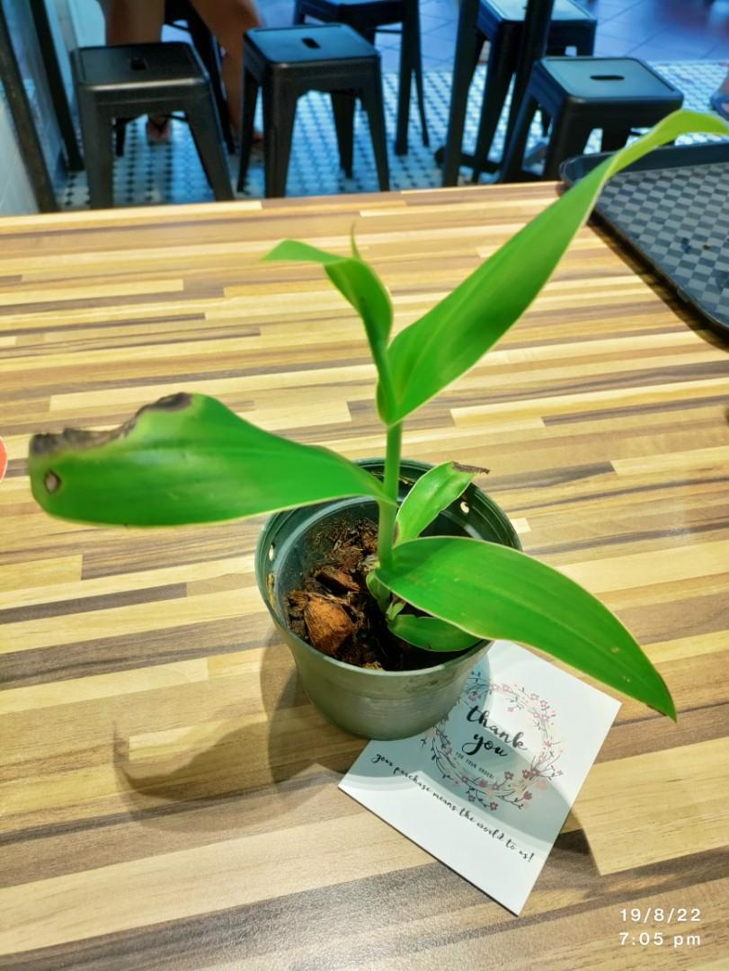 Phalaenopsis Orchid World 'Bonnie Vasquez' AM/AOS, Furniture & Home ...