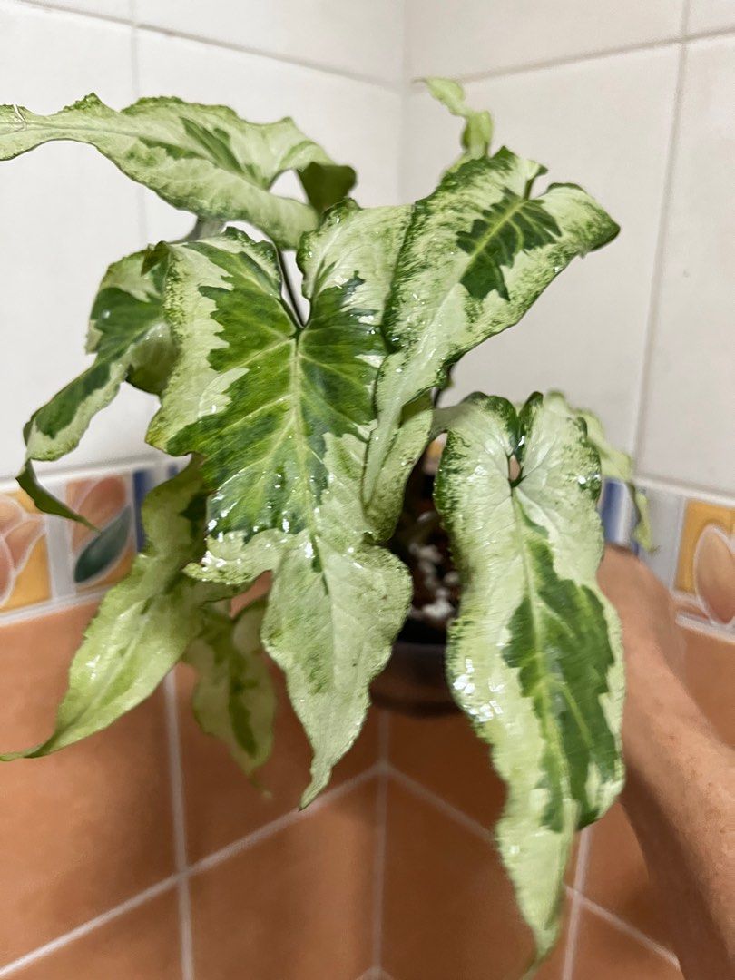 Epipremnum Hanoman sp. Bali, Furniture & Home Living, Gardening, Plants ...