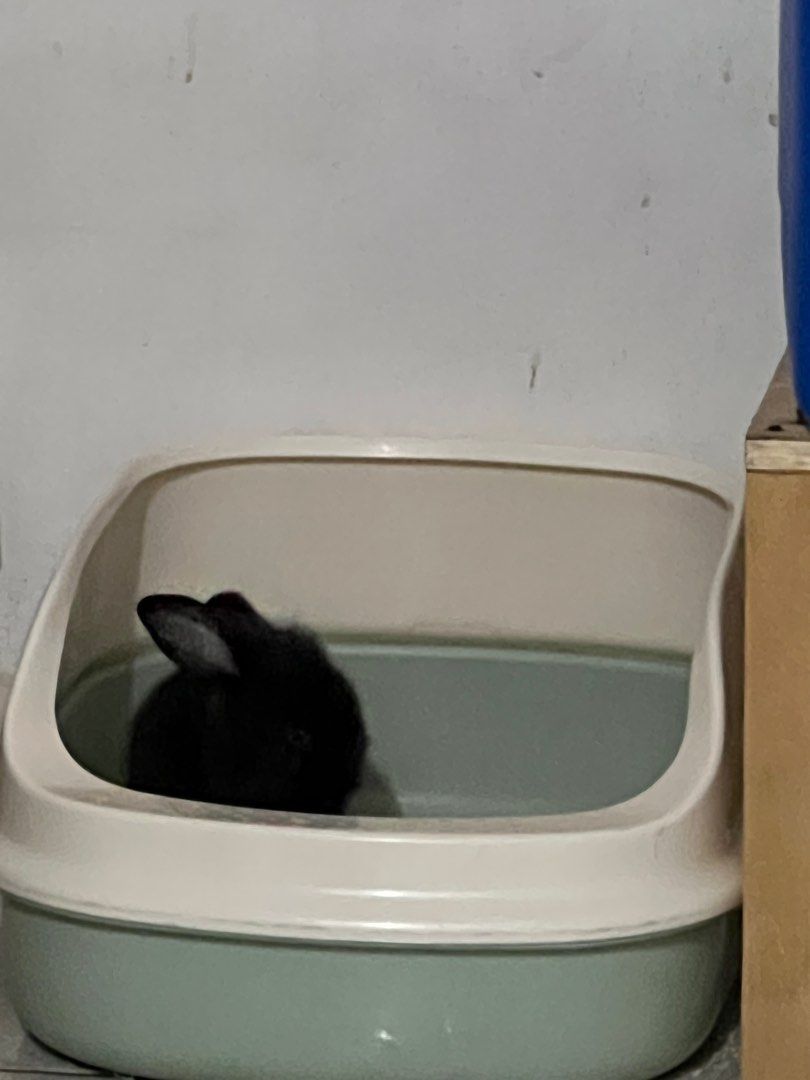 Asahi DBT-200 Pop-Up Bread Toaster, TV & Home Appliances, Kitchen ...