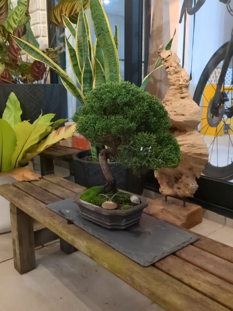 Jia Bonsai 家盆栽’s Profile Page on Carousell | All of Jia Bonsai 家盆栽’s ...