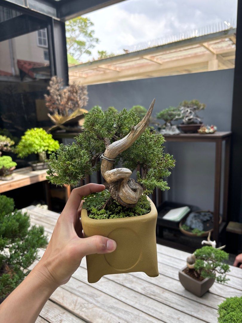 Jia Bonsai 家盆栽’s Profile Page on Carousell | All of Jia Bonsai 家盆栽’s ...