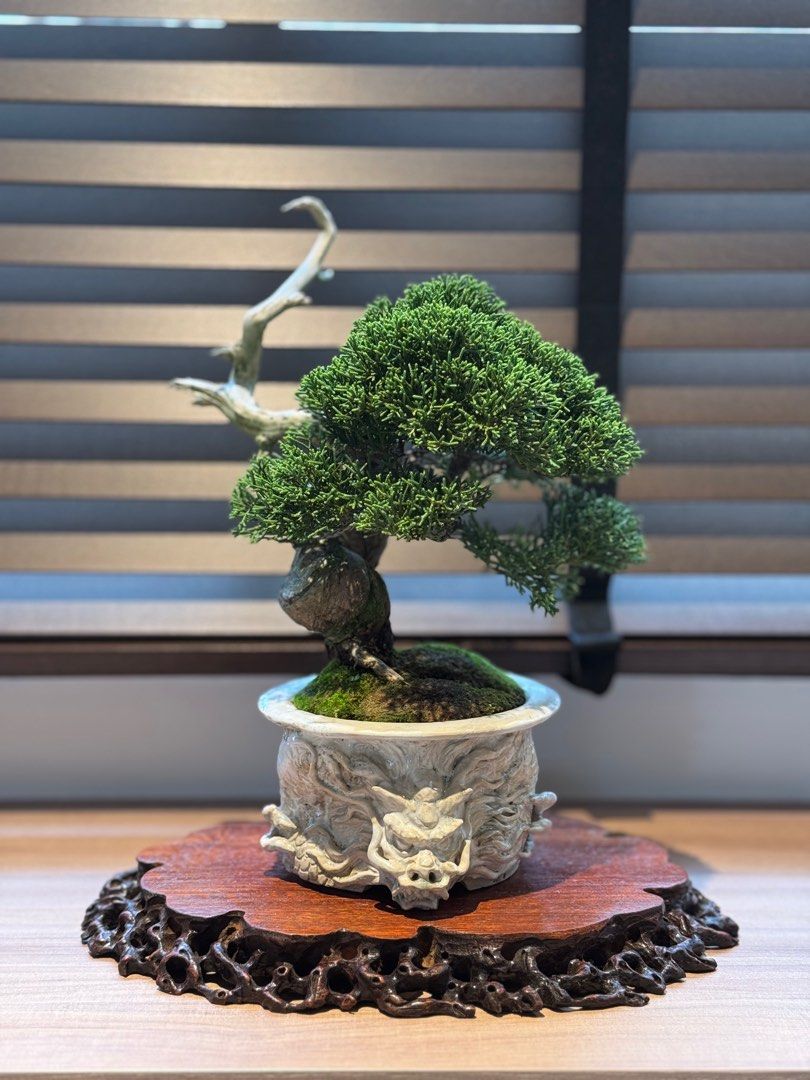 Jia Bonsai 家盆栽’s Profile Page on Carousell | All of Jia Bonsai 家盆栽’s ...