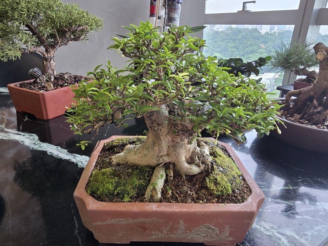 Jia Bonsai 家盆栽’s Profile Page on Carousell | All of Jia Bonsai 家盆栽’s ...