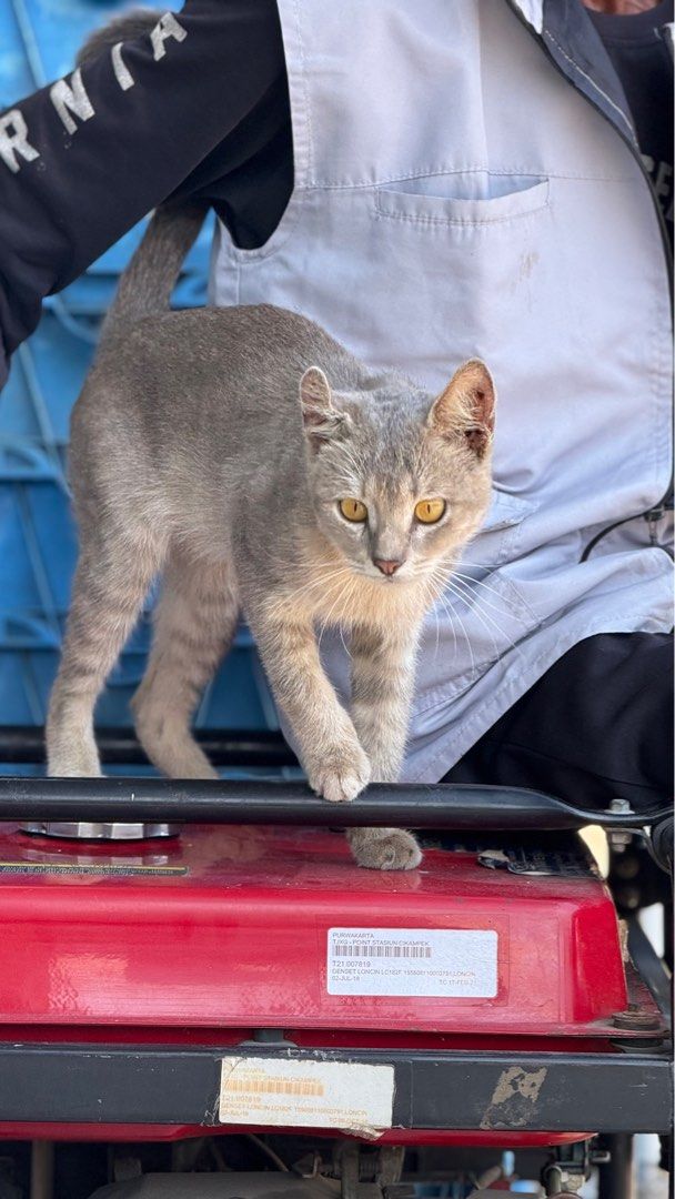 VCD Freedom Writers, Musik & Media, CD, DVD & Lainnya di Carousell